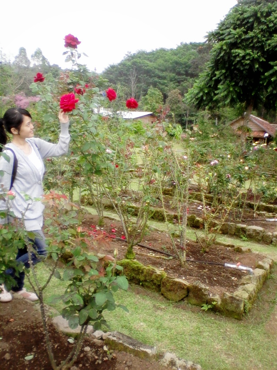 KEBUN MAWAR DAN KEINDAHANNYA - SAMARANG, GARUT, JAWA BARAT | CATATAN ANGIN