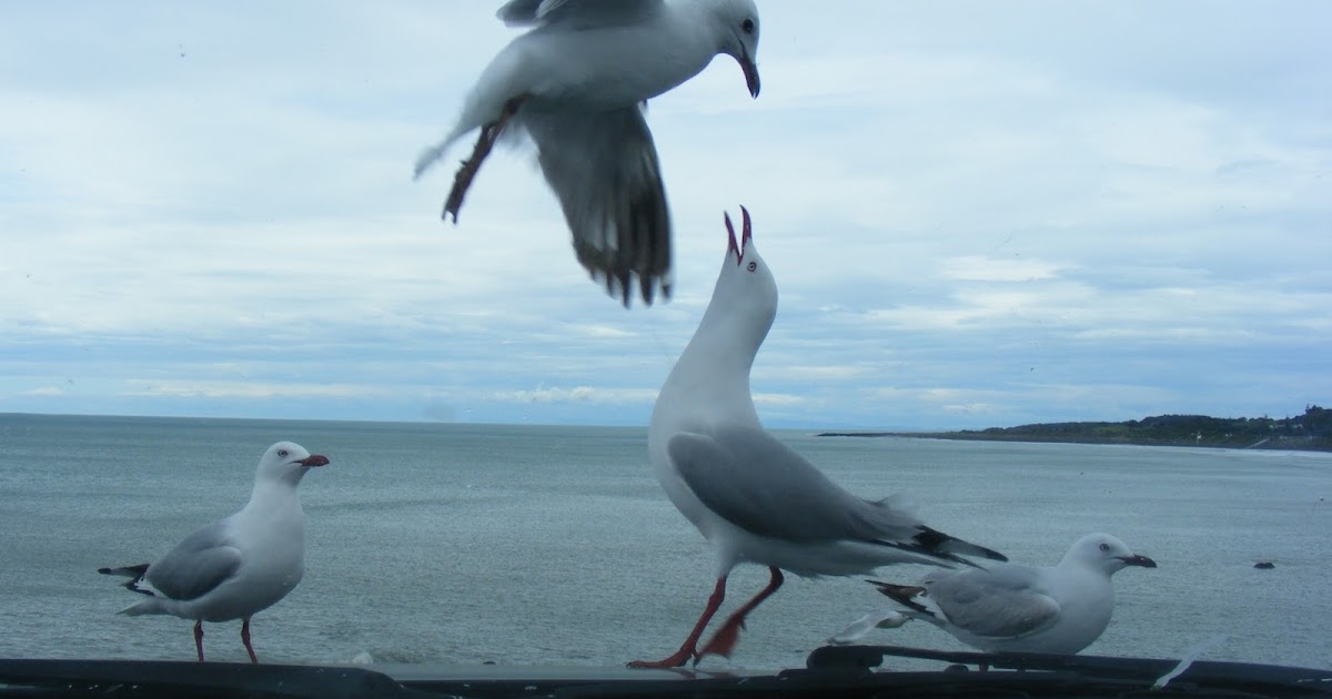 photographing New Zealand: pig-out point denizens