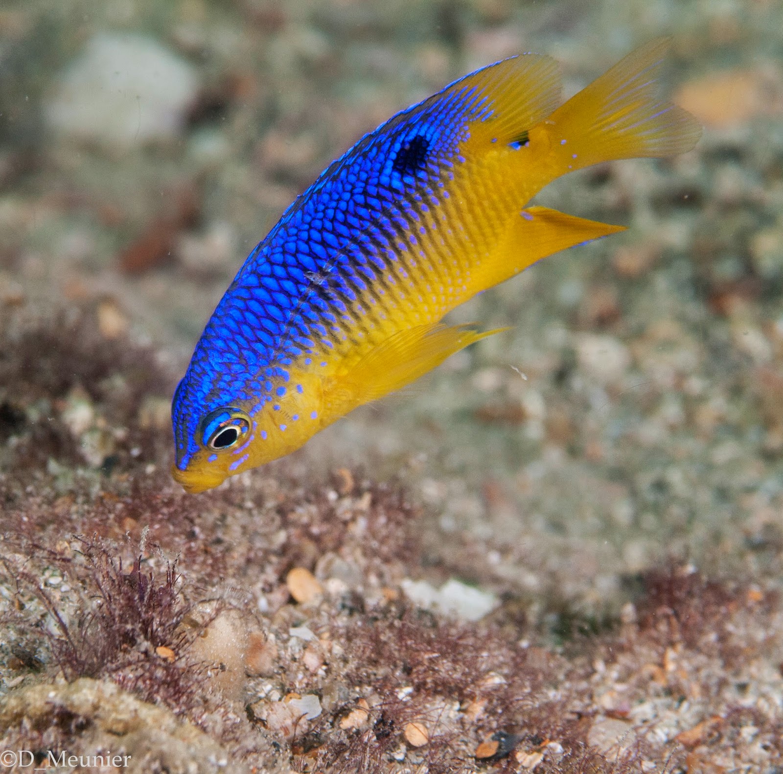 Some of my pictures by Darrell Meunier: Clearwater, flat seas and 80 ...