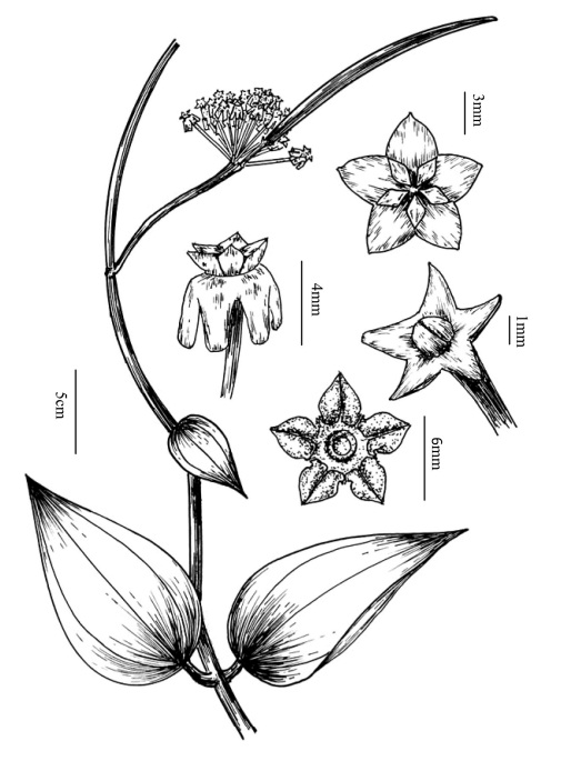 Species New to Science: [Botany • 2009] Hoya bawanglingensis • a new ...