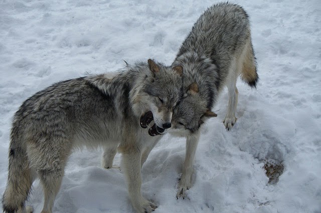 Naturvets: De Canis lupus a Canis familiaris (El origen de nuestros perros)