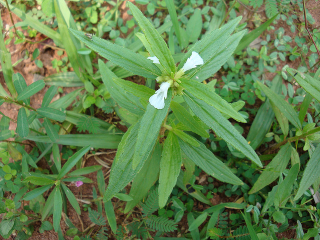 Thumba - JungleKey.in Image