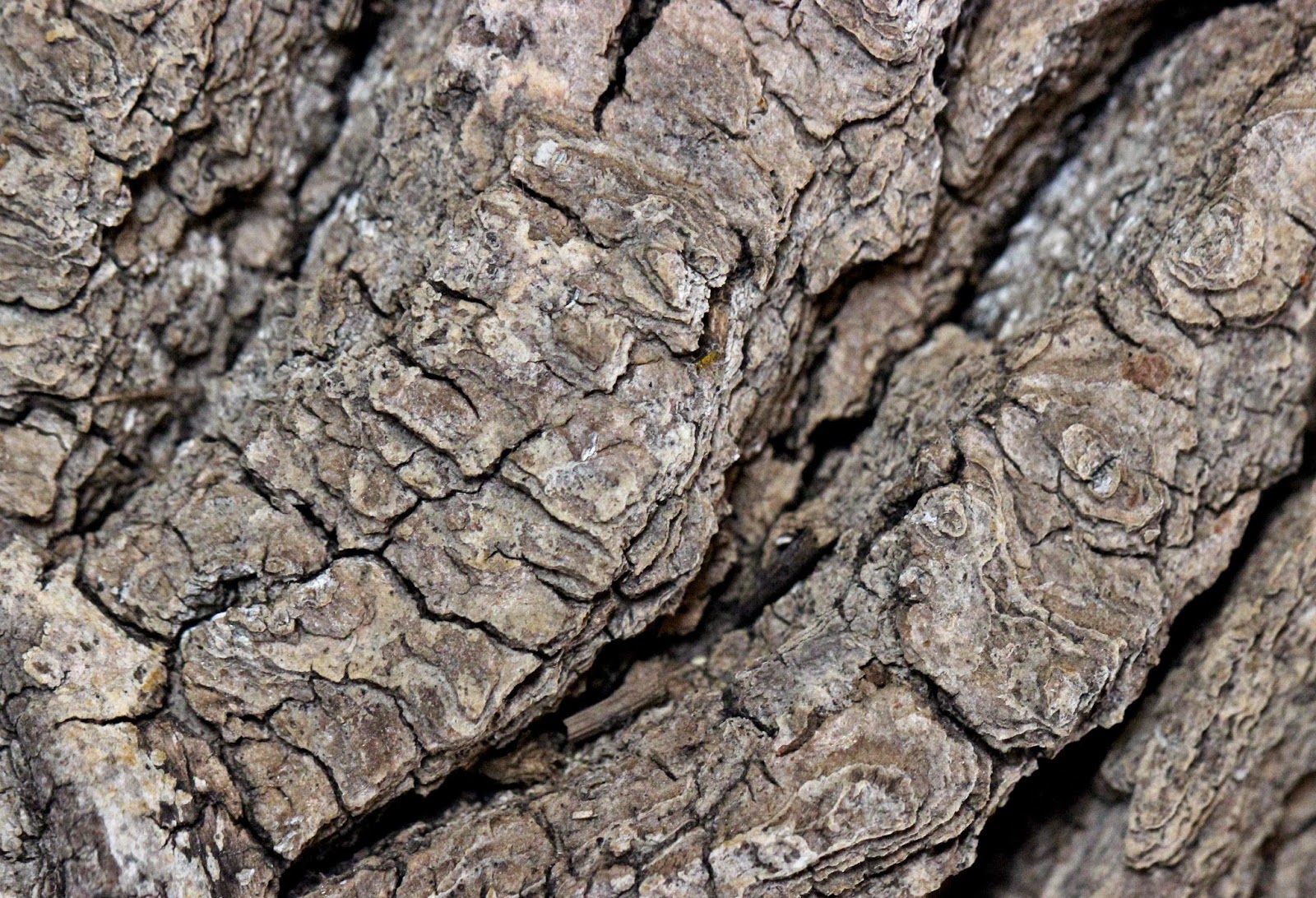 In the Company of Plants and Rocks: Tree-following: Bark