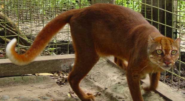 Wild Adventure - Central Borneo island: red cat HIS JUST IN in Kalimantan