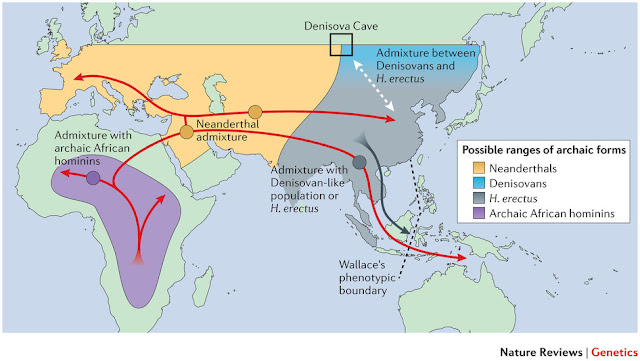 Above the Cloud: L'aspetto dell'Homo denisova ricostruito grazie all ...