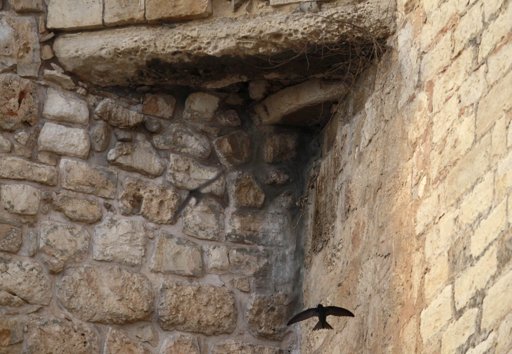 Action for Swifts: Wailing Wall welcome ceremony for returning Swifts