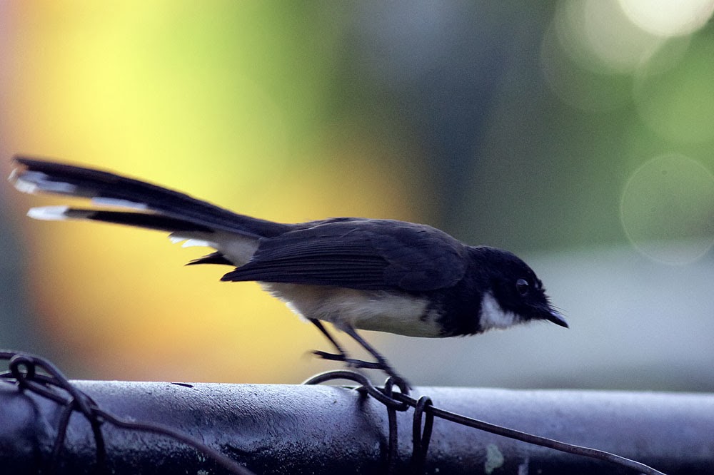 Birds and Nature Photography @ Raub: 2013 Migrant Birds at My Backyard