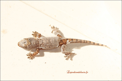 La mue du petit Gecko(Tarente de Maurétanie).