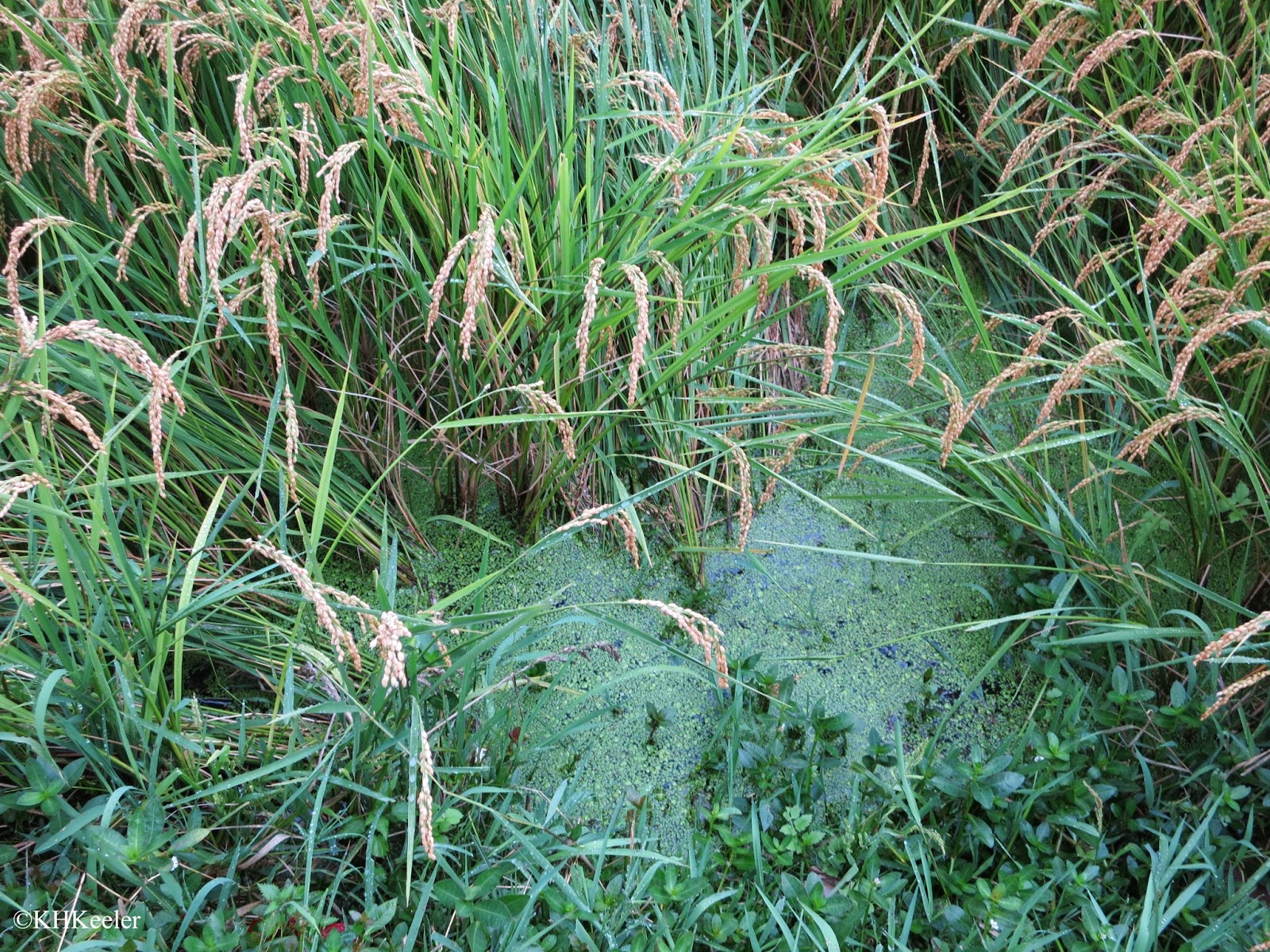 A Wandering Botanist: Visiting Dali, China--Among the Rice Fields