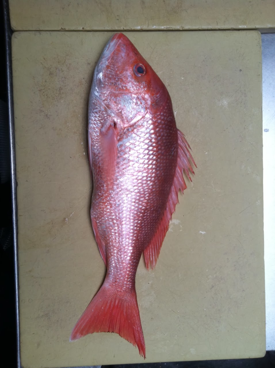 The Edible Ocean: Red Snapper Quota Is Working