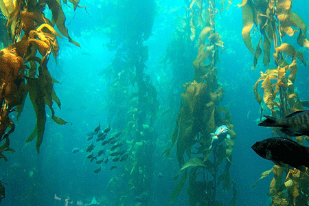 NEW STANDARD COLLEGE : SCIENCE DEPARTMENT: phylum protista...picture of ...