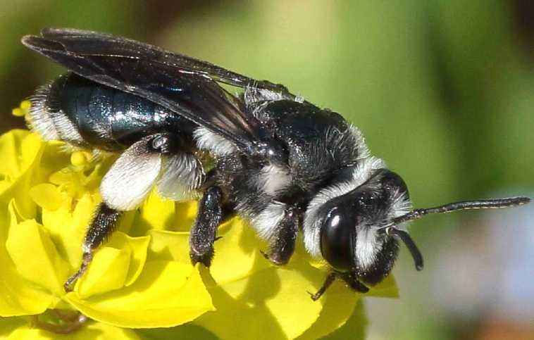 La abeja negra