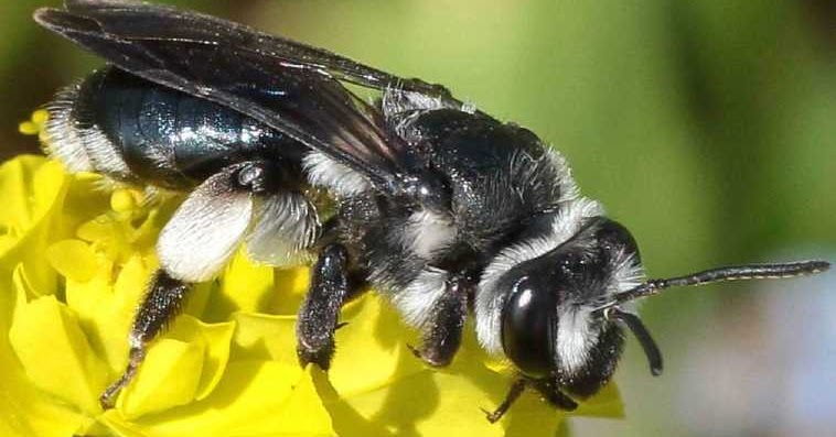 La abeja negra