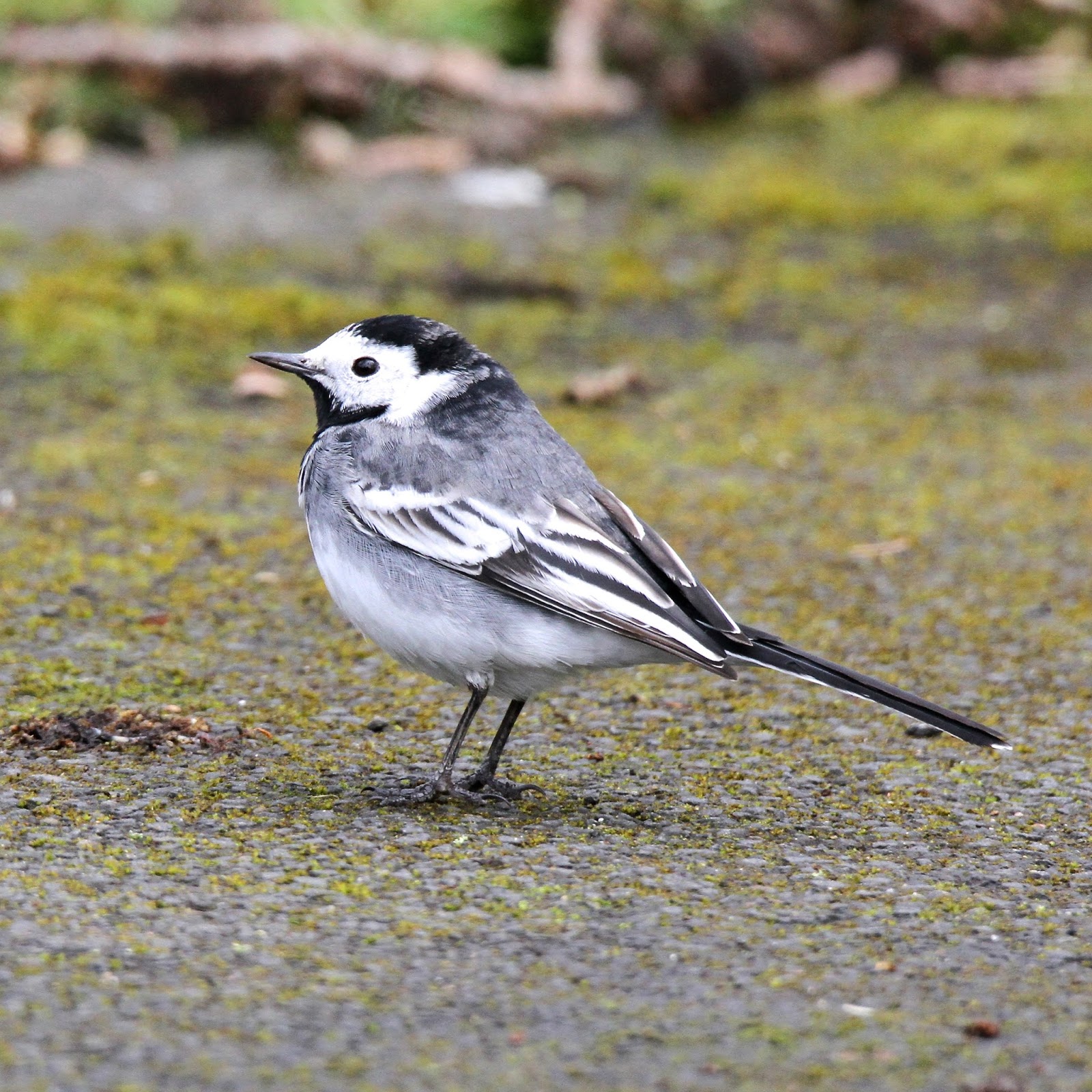 TrogTrogBlog: Bird of the week - Pied wagtail