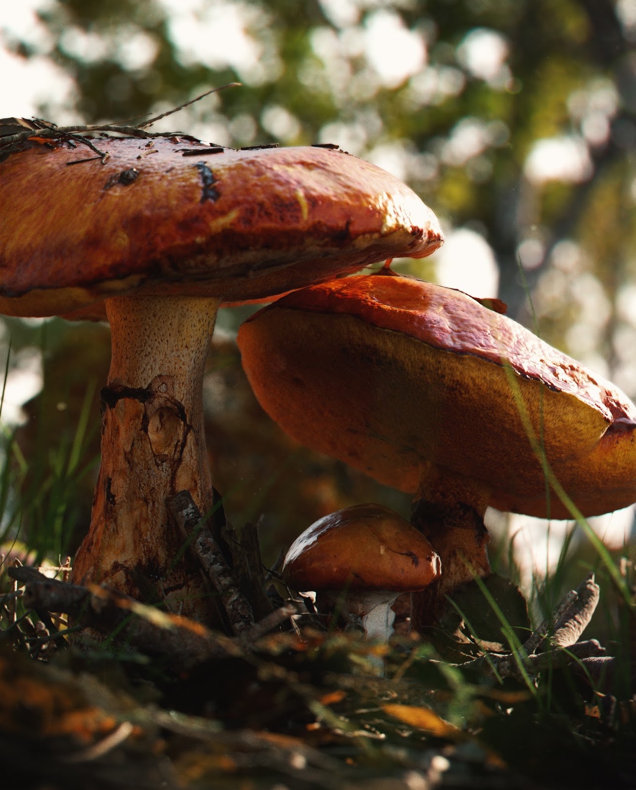 Quixel Megascans 2016 Collection | Computer Graphics Daily News