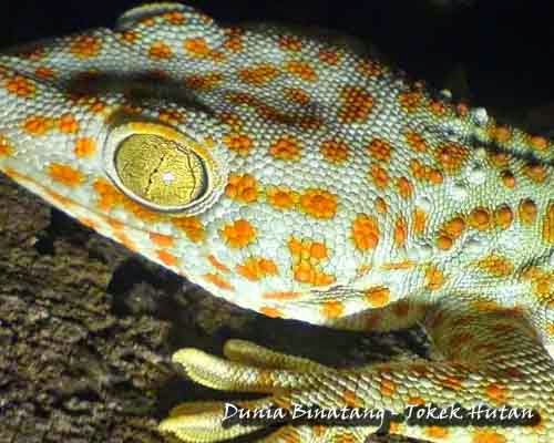 Jenis Tokek dan Mitos Tentang Tokek