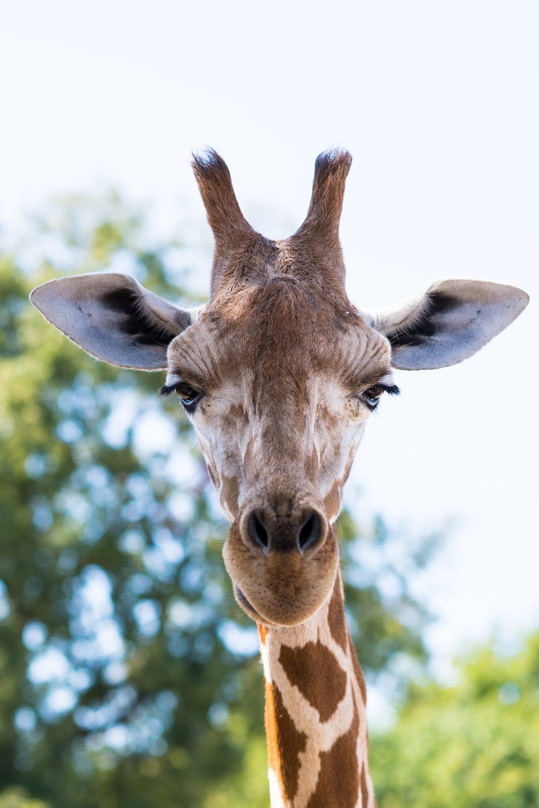 KARA'S STORIES: Gentry Zoo