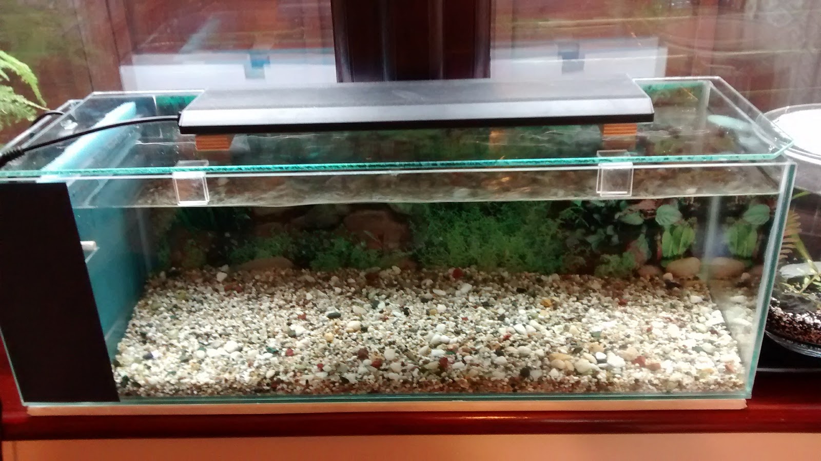Barrys fishkeeping world: Window tank back in position with new filter.