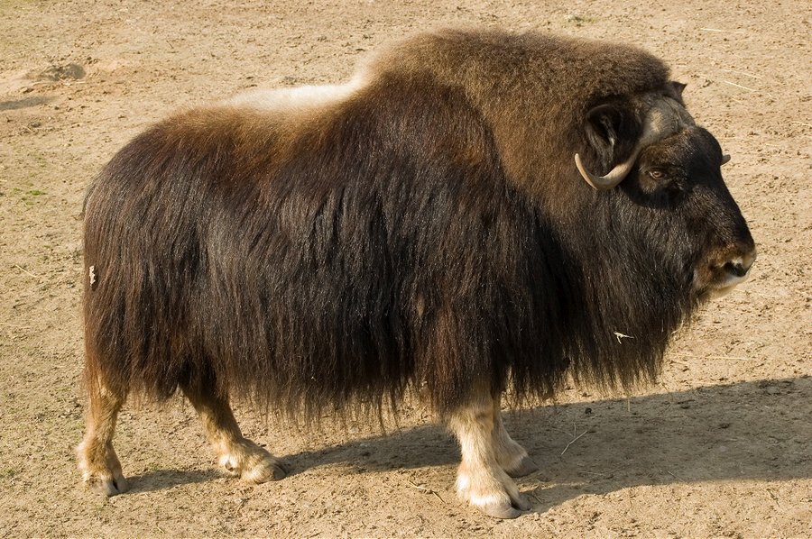 The Muskox | Amazing Creature Facts & Photographs | The Wildlife