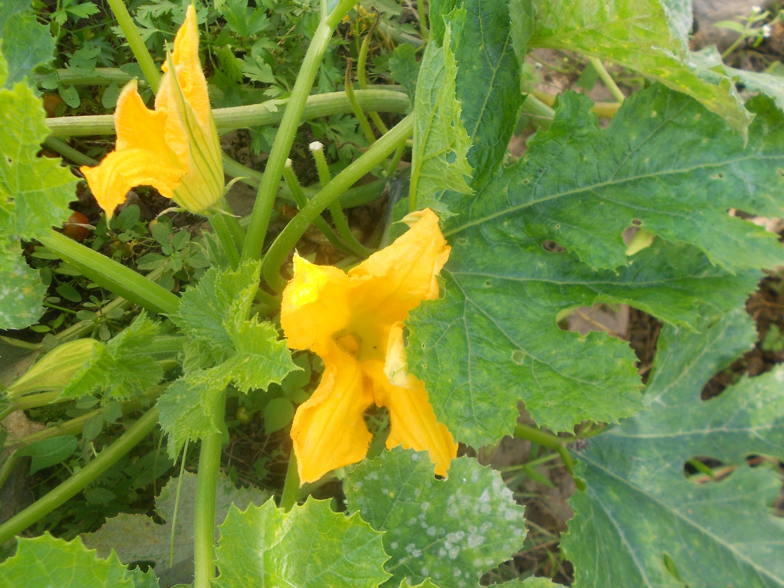 lep dan: Buče, bučke, bučkice