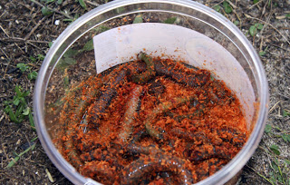 Umpan Popular - Fish Research