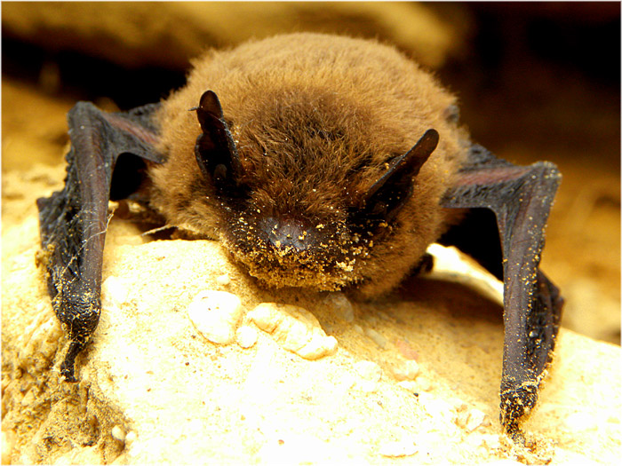 FOTO NATURA HUESCA 2: QUIRÓPTERO chiroptera Johann Friedrich Blumenbach ...