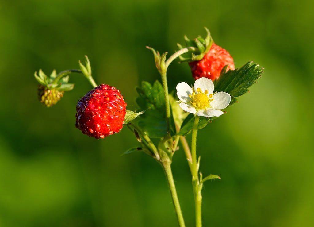 El jardín de la alegría : Plantar fresas silvestres en el huerto ...