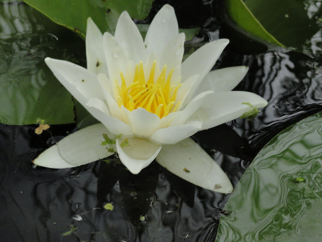 Frumusetile naturii: Nufar alb (Nymphaea alba L)