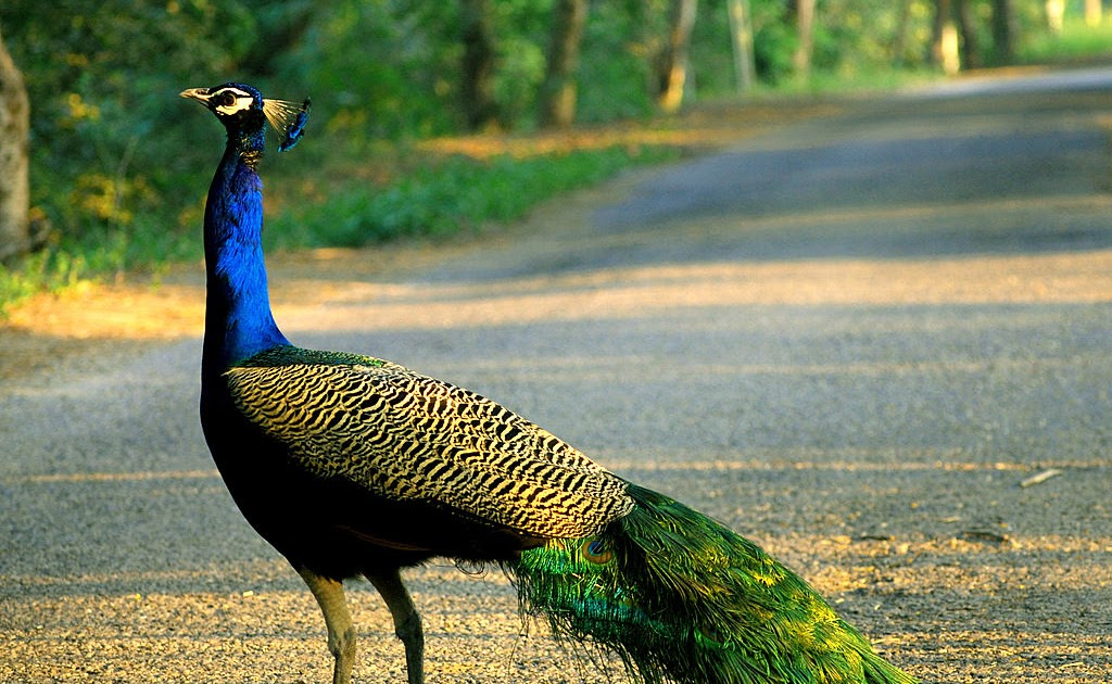 National Bird of India | Cultural India, Culture of India