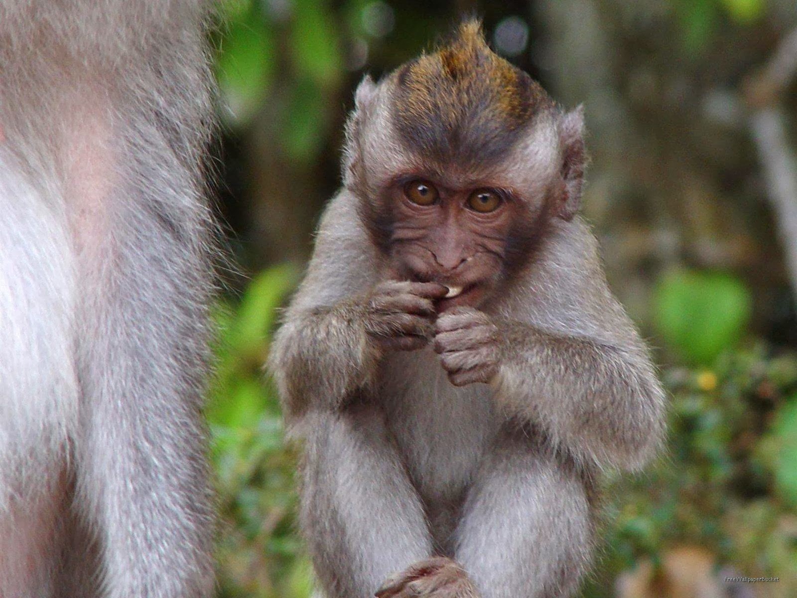 Monkeys Wallpaper - Wallpapers for Desktop