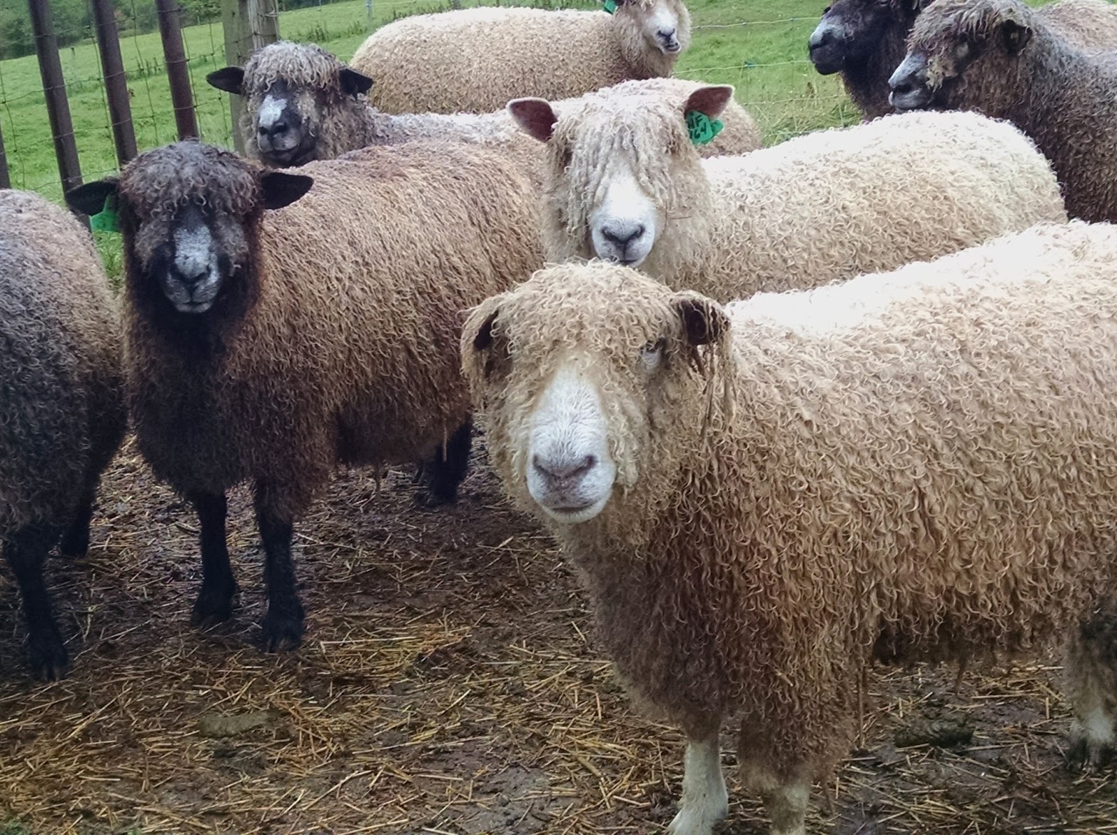Knee Deep in Sheep: How To Wash Wool