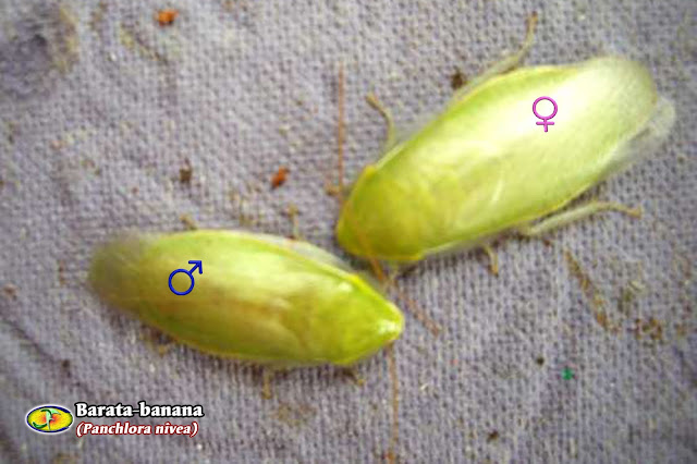 Fauna: Barata-banana (Panchlora nivea)