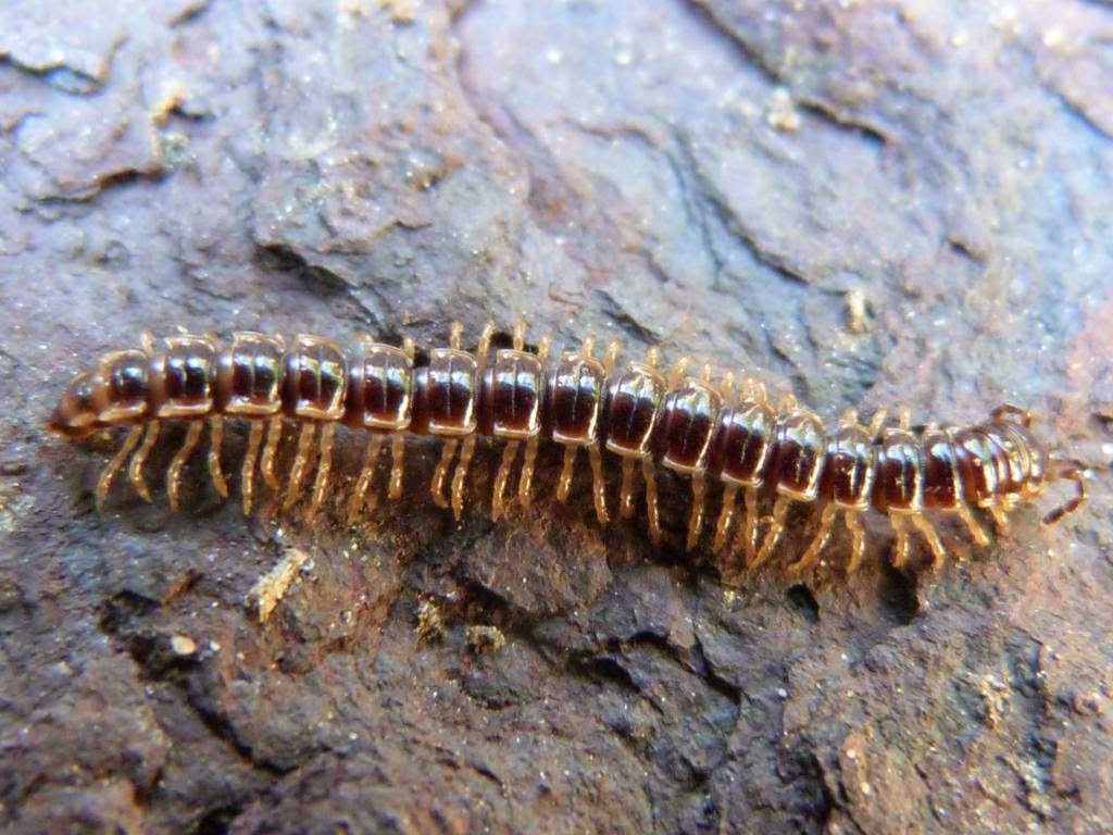 Taxonomía Arthropoda: Quilópodos