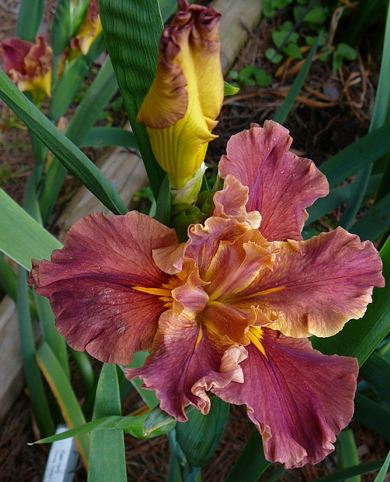 World of Irises: The Diversity of Color in Louisiana Irises - "Unusual ...