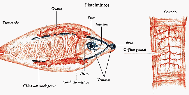 TREMATODOS: Definicion. estructura y caracteristicas
