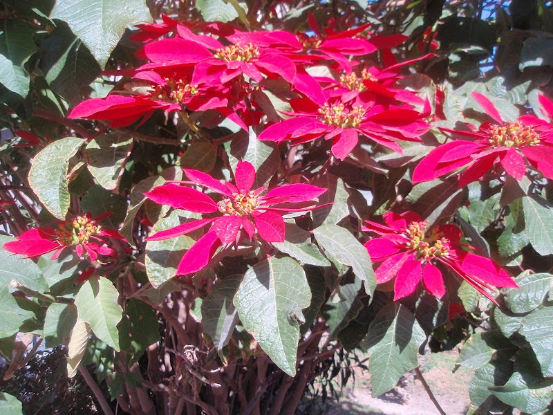 HERBARIO VIRTUAL DE BANYERES DE MARIOLA Y ALICANTE: Euphorbia ...