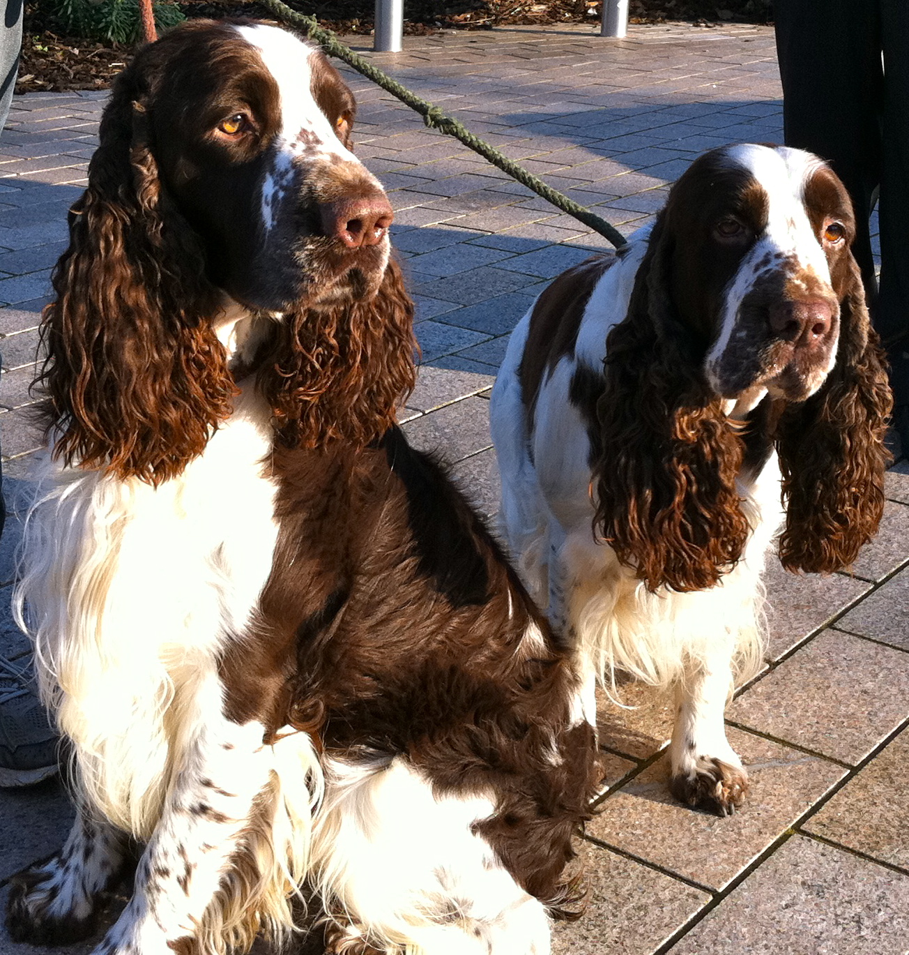 MUPTIES ENGLISH SPRINGER SPANIEL: Dog Trimming