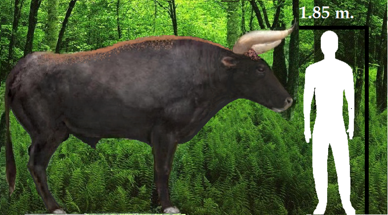 CACCIA ALL'URO NELLA GRAVINA DI GINOSA.