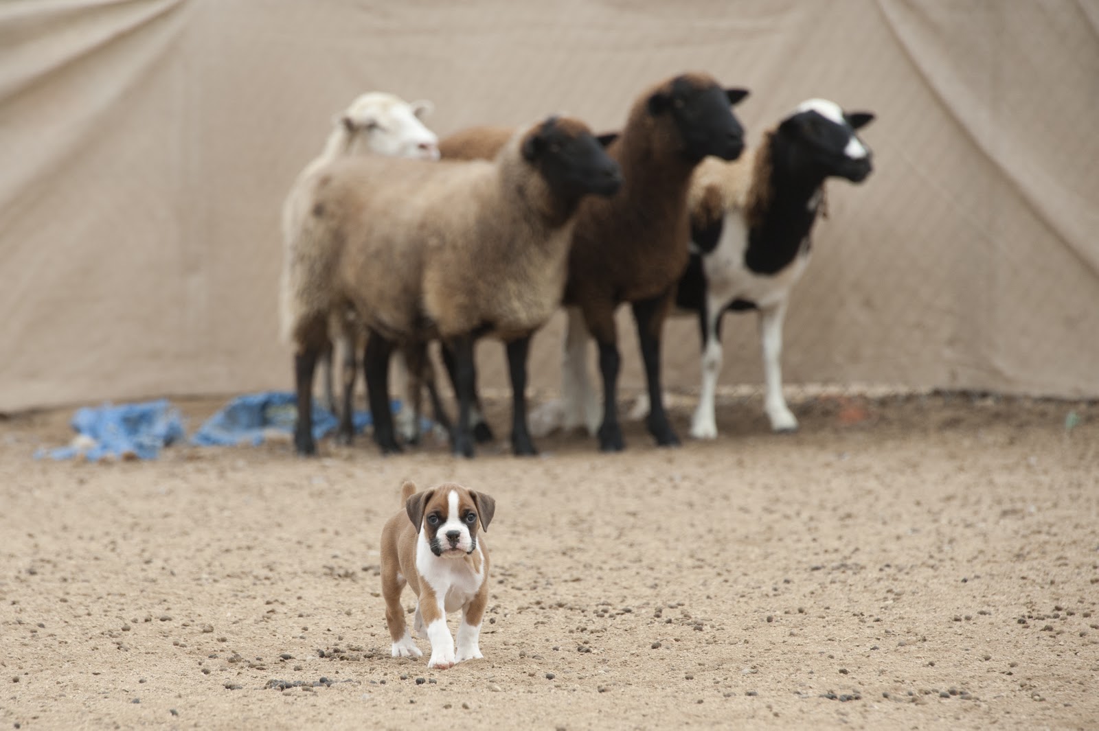 The Boxer Underground Blog: Boxer Herding Success Story