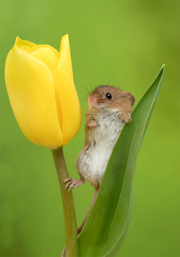 Photographer Tiptoed Through The Flowers To Capture Harvest Mice, And ...
