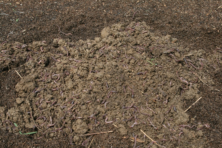 Gourmet Bugs: Gathering Native Nightcrawlers