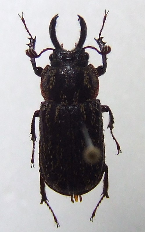 Ceratognathus species