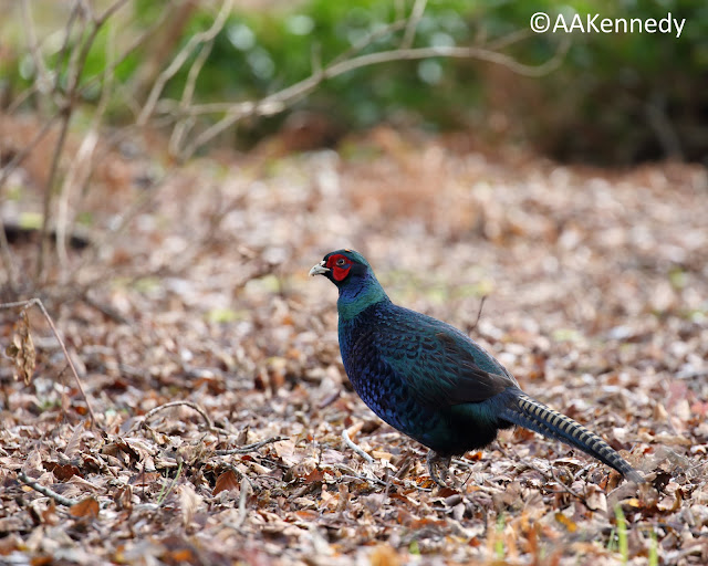 NI Bird Pics: Angus Kennedy - Pheasant