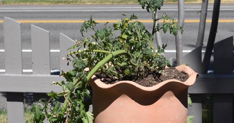 Colorado Mountain Gardener: Container Gardening