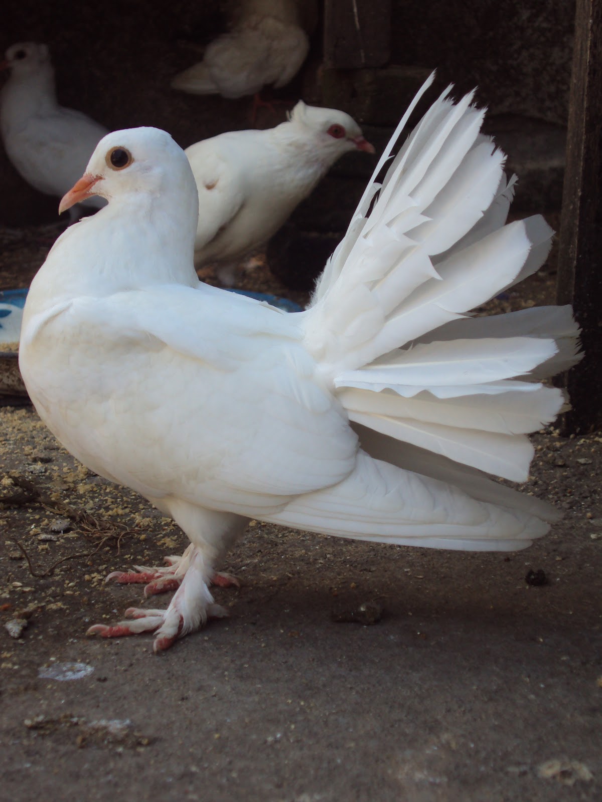 toko bagong farm: merpati kipas blorok