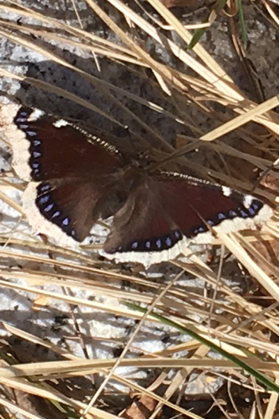 Merikaisla tuulessa : Perhosten kevätlentoja ja koivun mahlaa