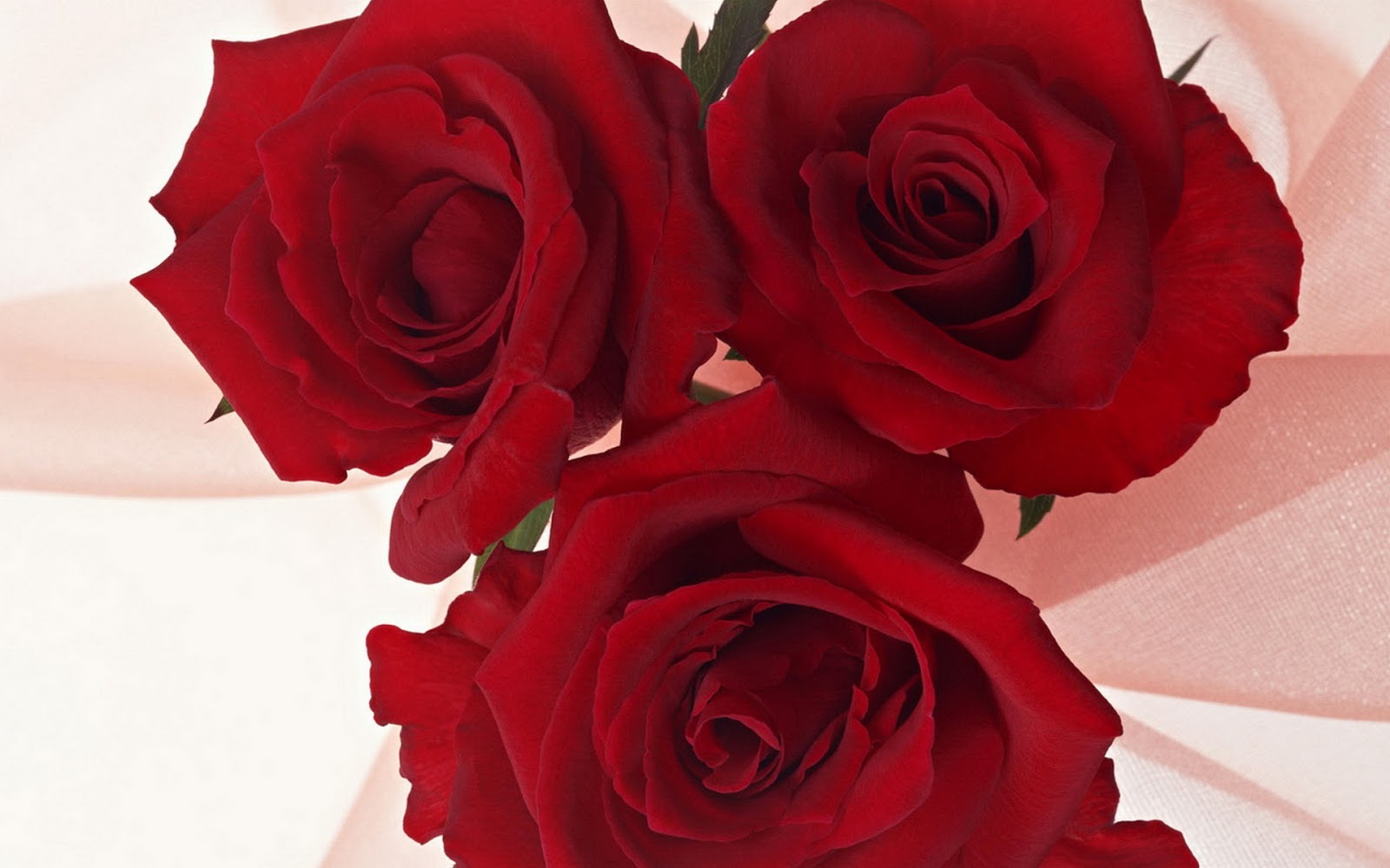 Rosas rojas wallpapers