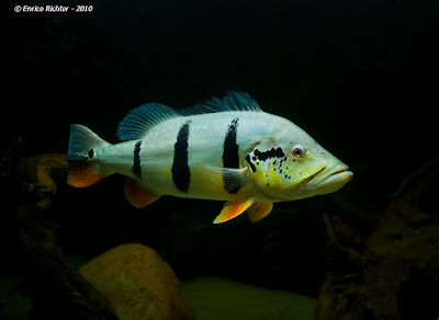 Mania de Aquário: Tucunaré (Peacock bass, Cichla sp.)