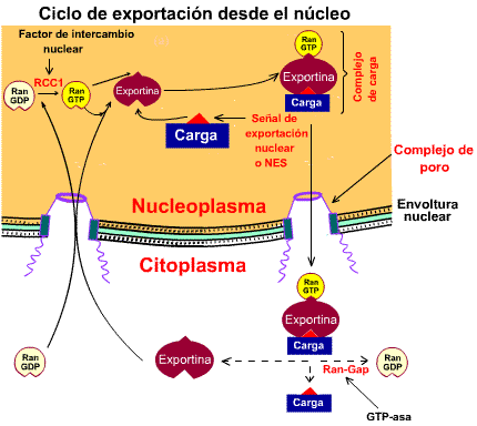 BIOLOGÍA CELULAR Y MOLECULAR: IV.1.2 Complejo del poro