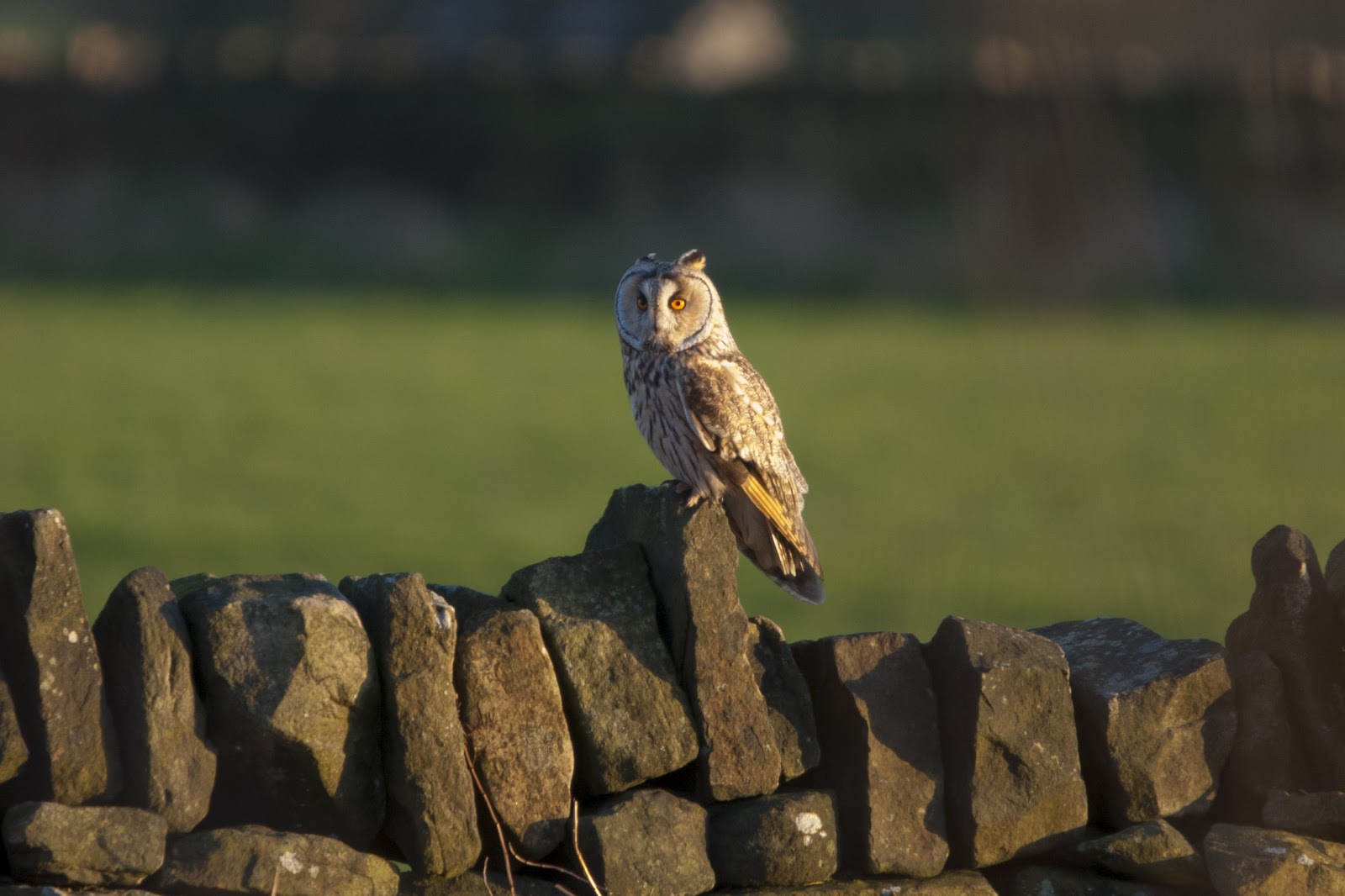 Yorkshire Field Herping and Wildlife Photography: Owls Slow Worms and Newts